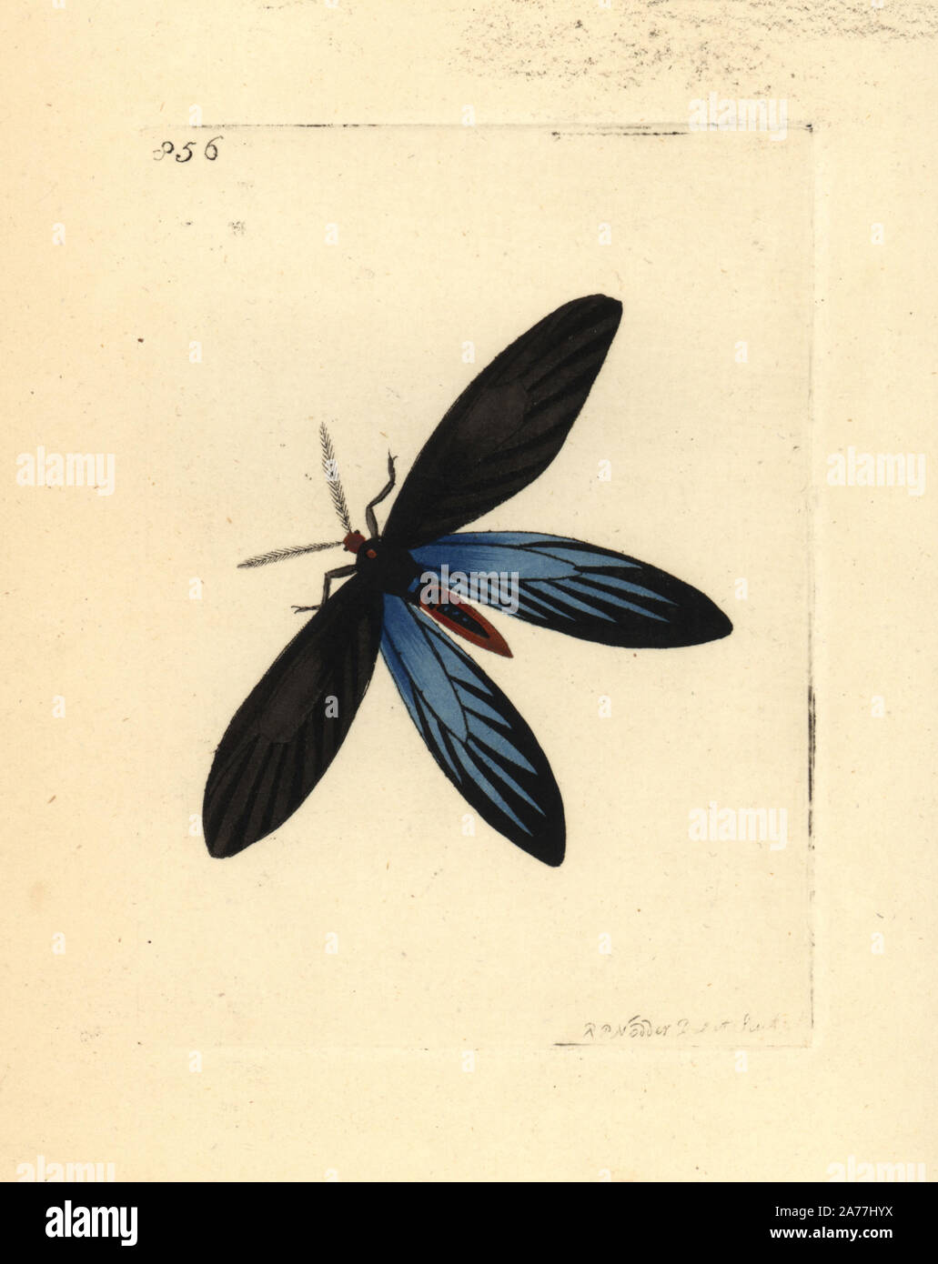 Rhodope moth, Colla rhodope (Phalaena rhodope). Illustration drawn and ...
