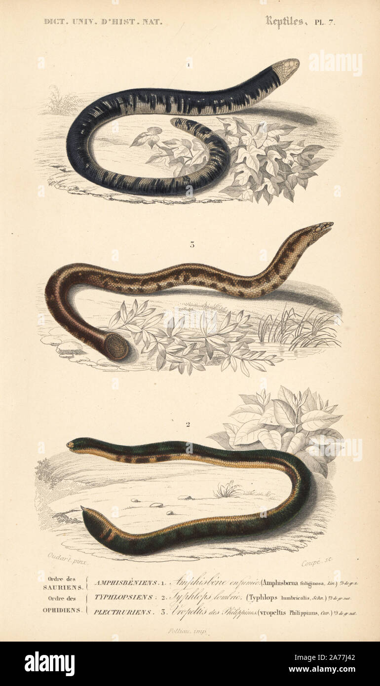 Black-and-white worm lizard, Amphisbaena fuliginosa, earthworm blind ...
