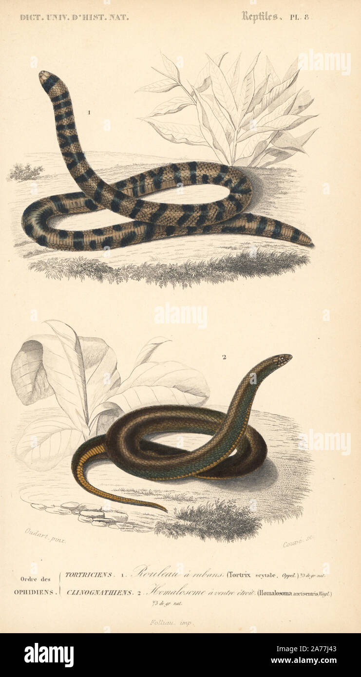 Coral cylinder snake, Anilius scytale (Tortrix scytale), and common ...