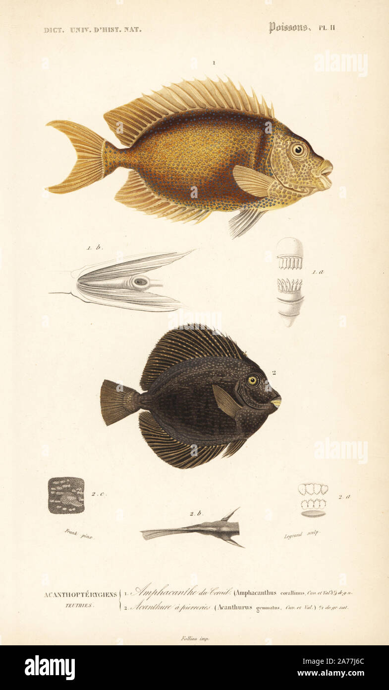 Blue-spotted spinefoot, Siganus corallinus (Amphacanthus corallinus ...