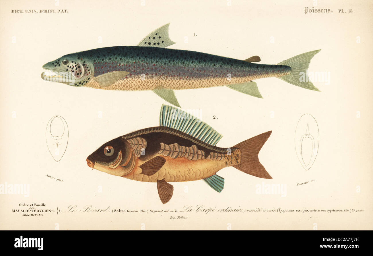Salmo carpio hi-res stock photography and images - Alamy