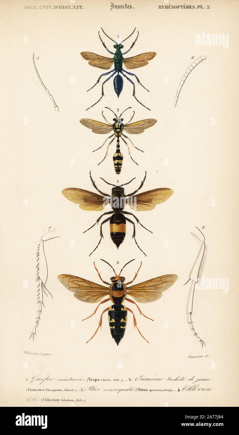 Pack of 2 large wasps Vespa tropica leefmansi SPREAD for all your ...