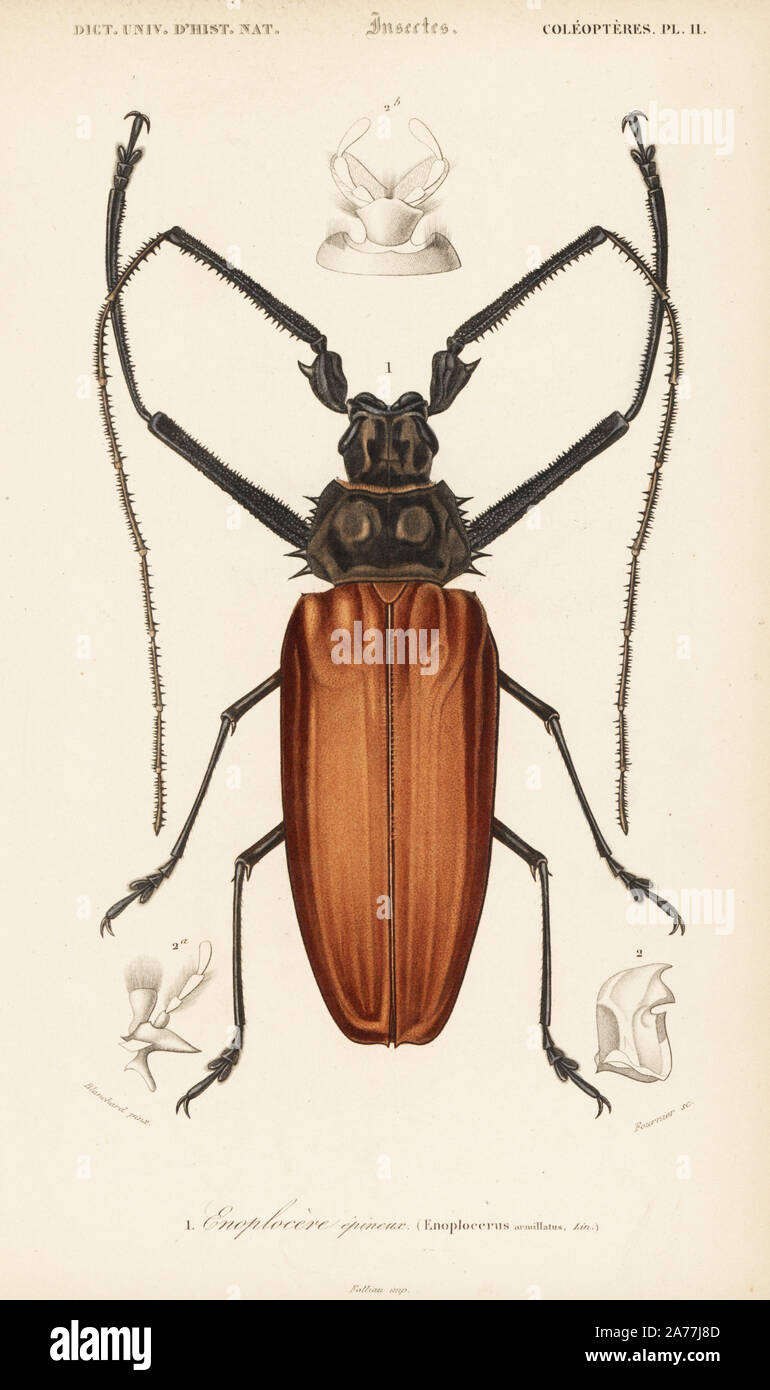 Callipogon Armillatus