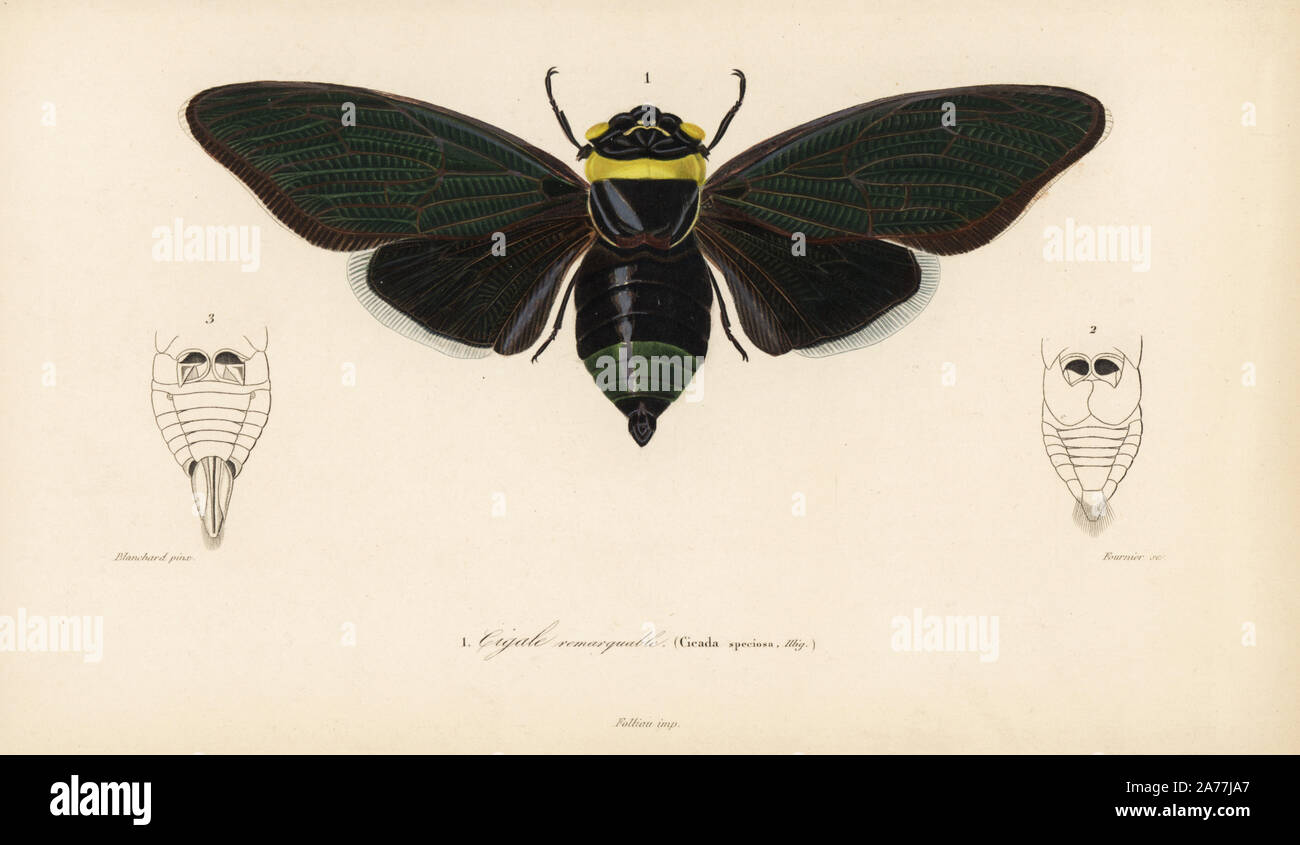 Tacua speciosa (Cicada speciosa), species of cicada native to Southeast ...