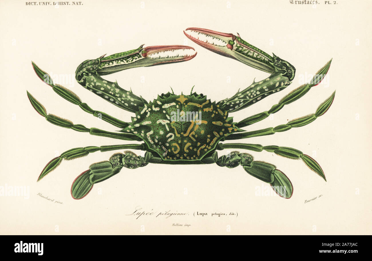 Crab portunus pelagicus hi-res stock photography and images - Alamy