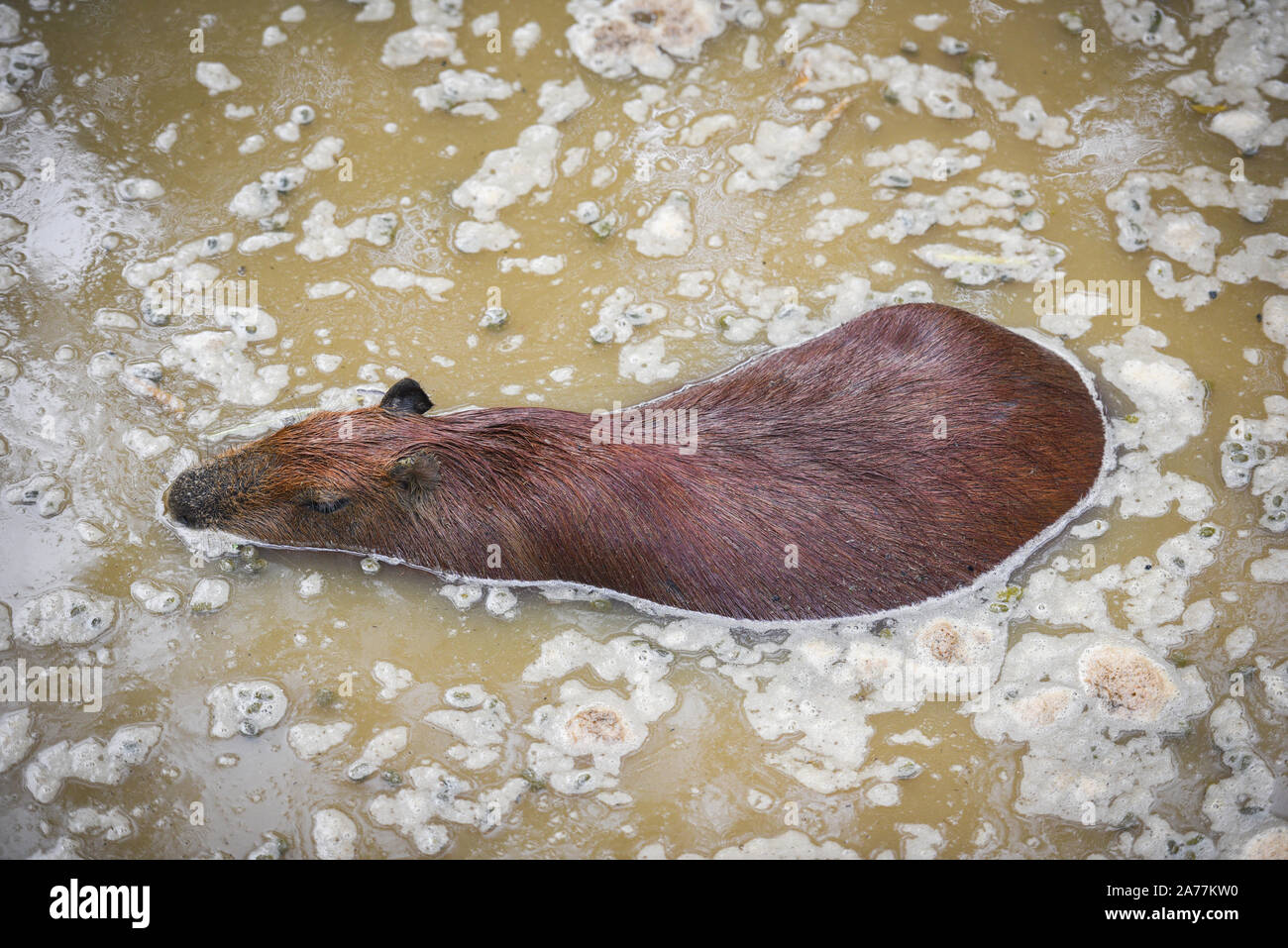 Hydrochaeris hydrochaeris / Capybara floating water swamp in the ...