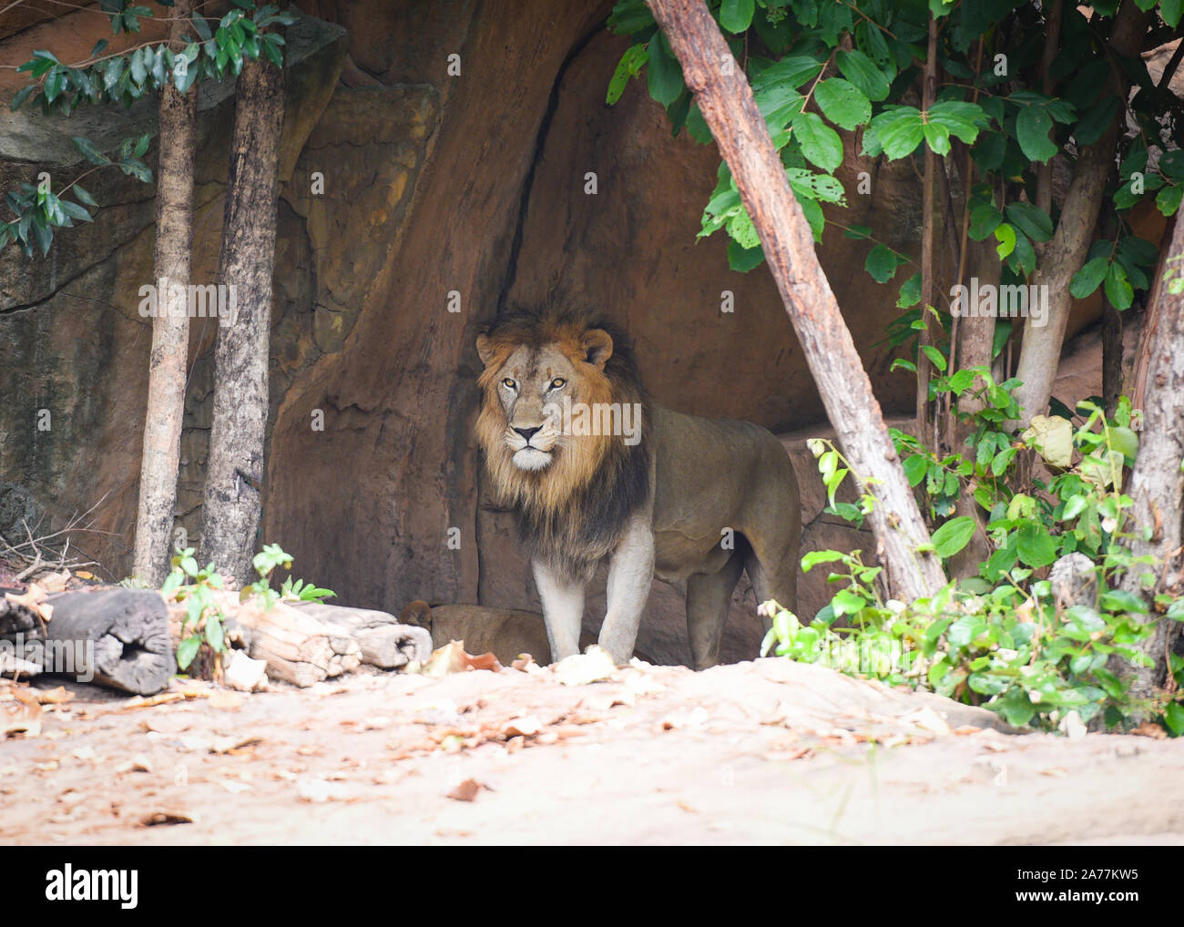 Lion in cave hi-res stock photography and images - Alamy