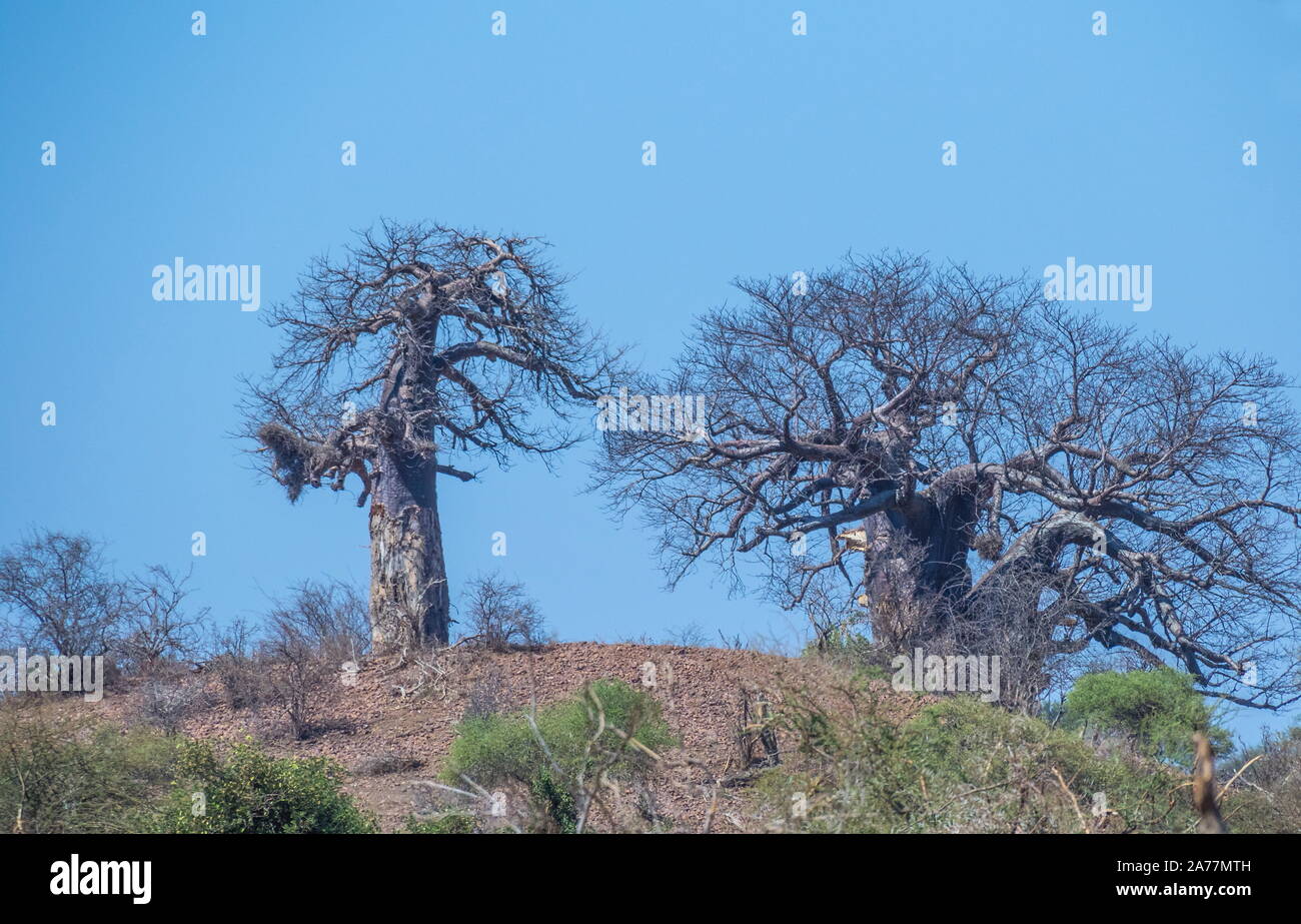 Baobab trees isolated on a hill against a blue sky in an African ...
