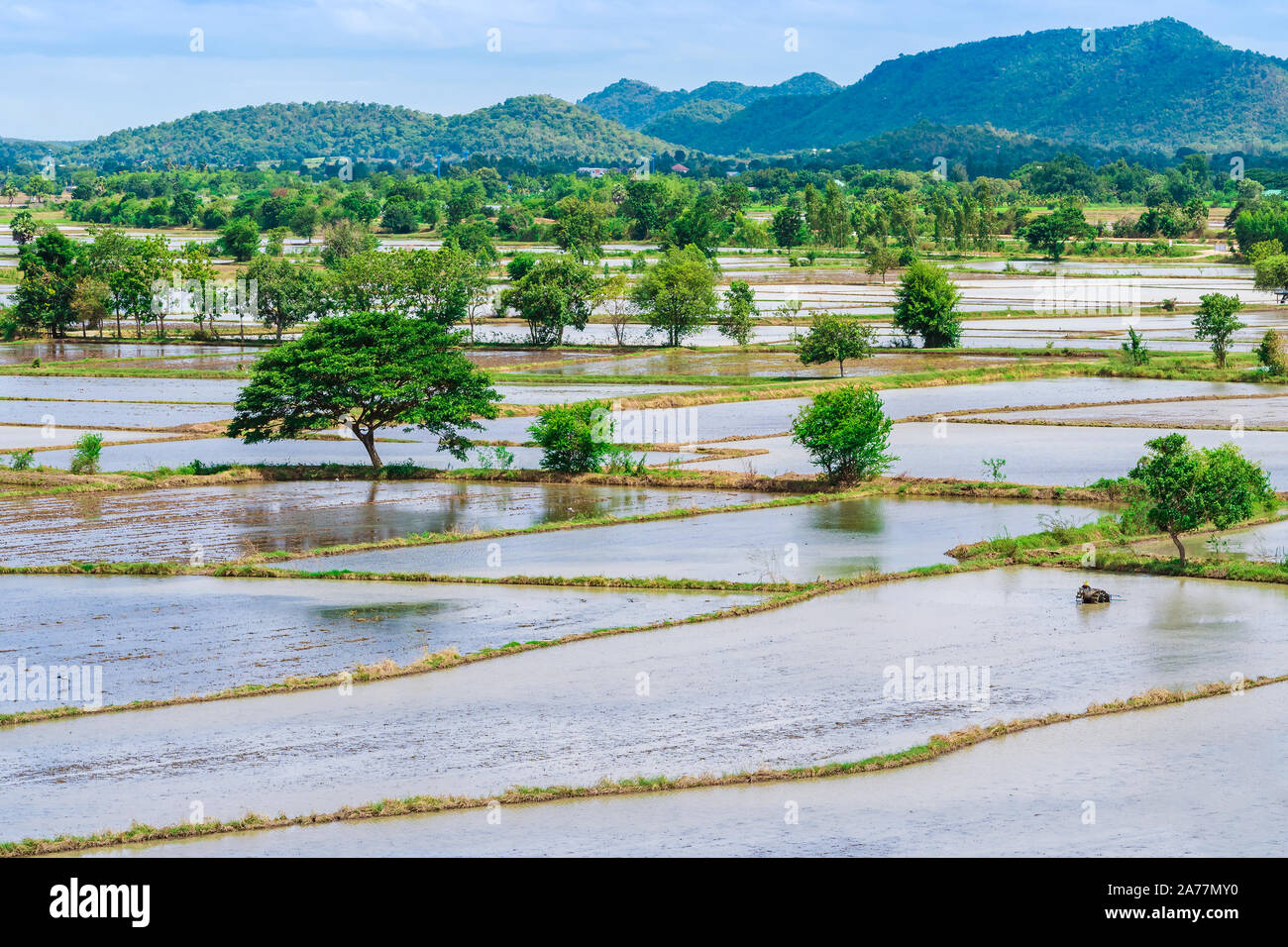 Scenery of flooded rice paddies. Agronomic methods of growing rice with ...