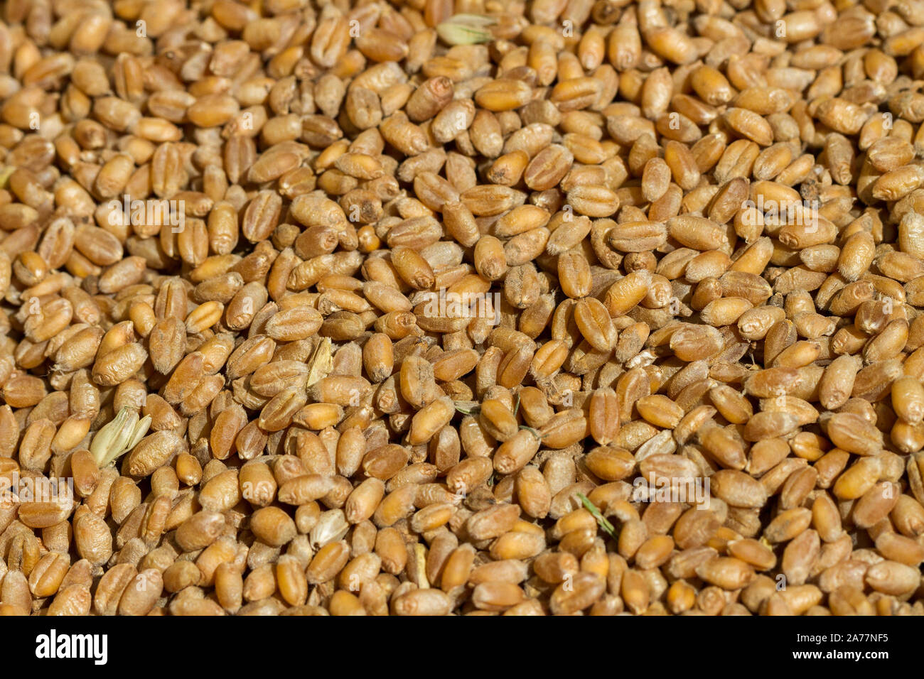 Natural surface of ripe grain Stock Photo - Alamy