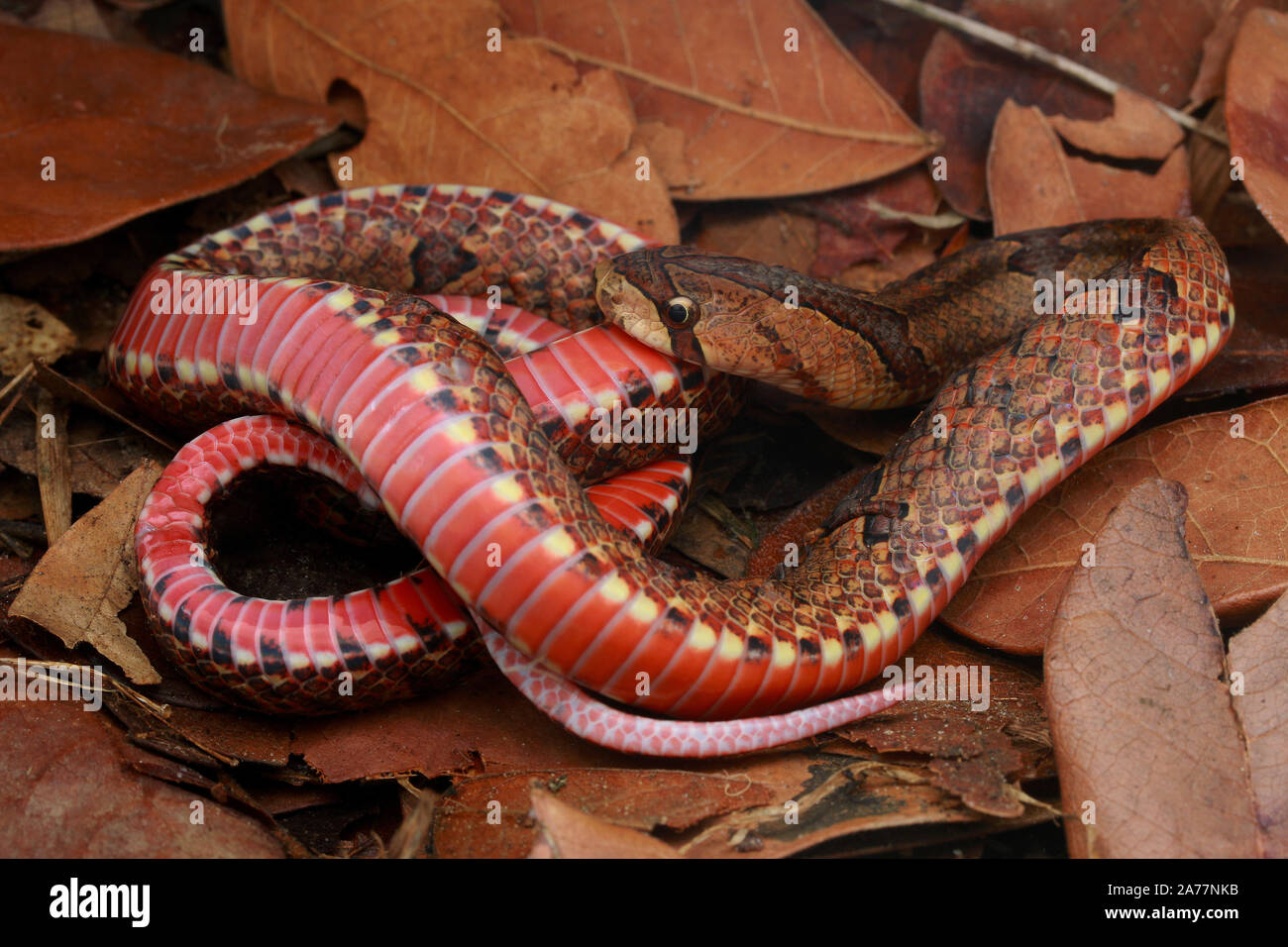 Kukri Snakes Of Malaysia Hi-res Stock Photography And, 45% OFF