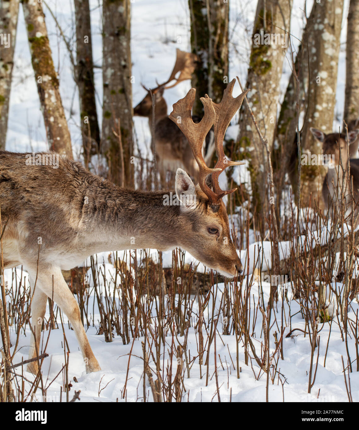 Maral deer hi-res stock photography and images - Alamy