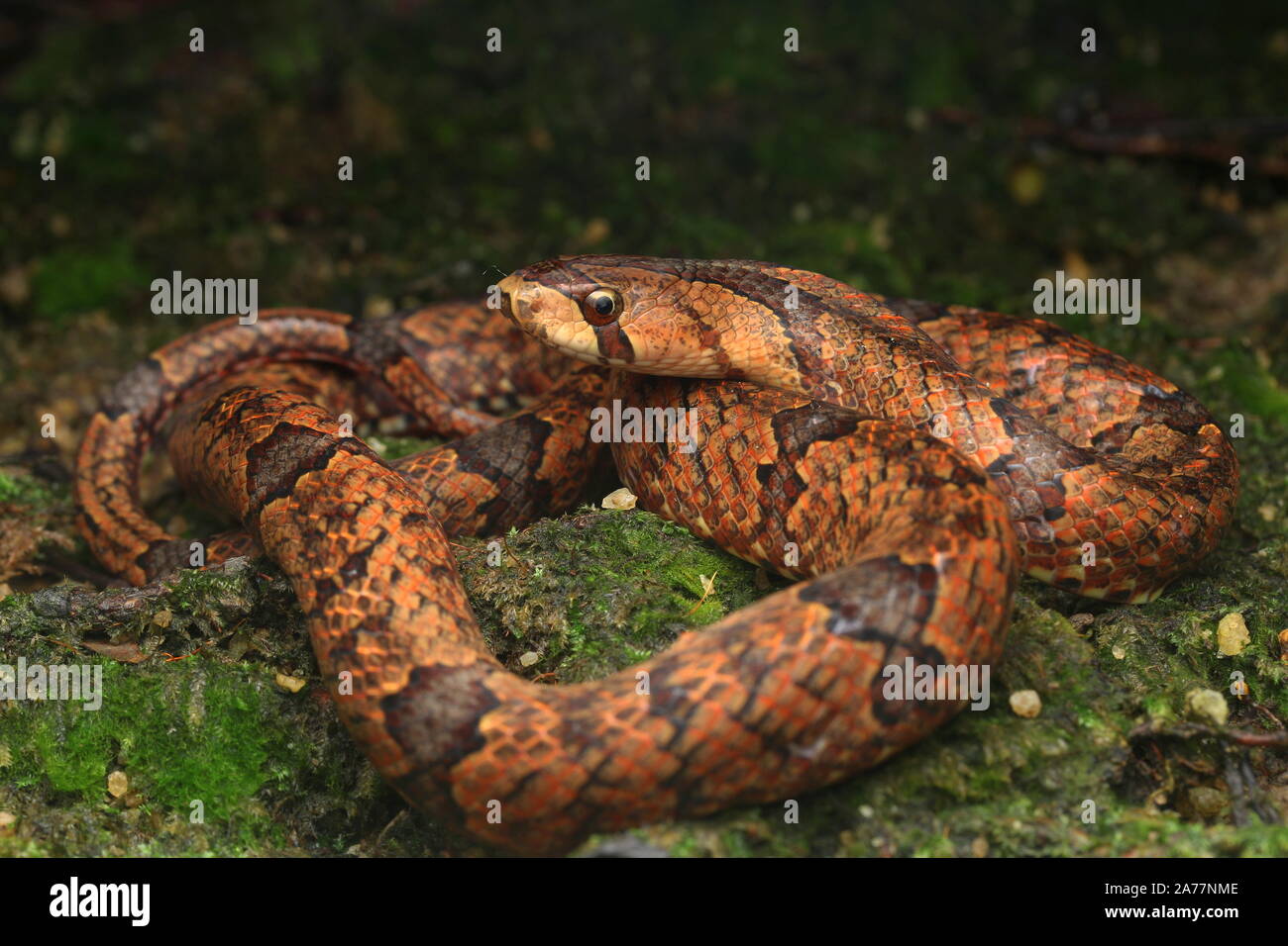 Brown Kukri Snake, Purple Kukri Snake, Oligodon purpurascens Stock ...