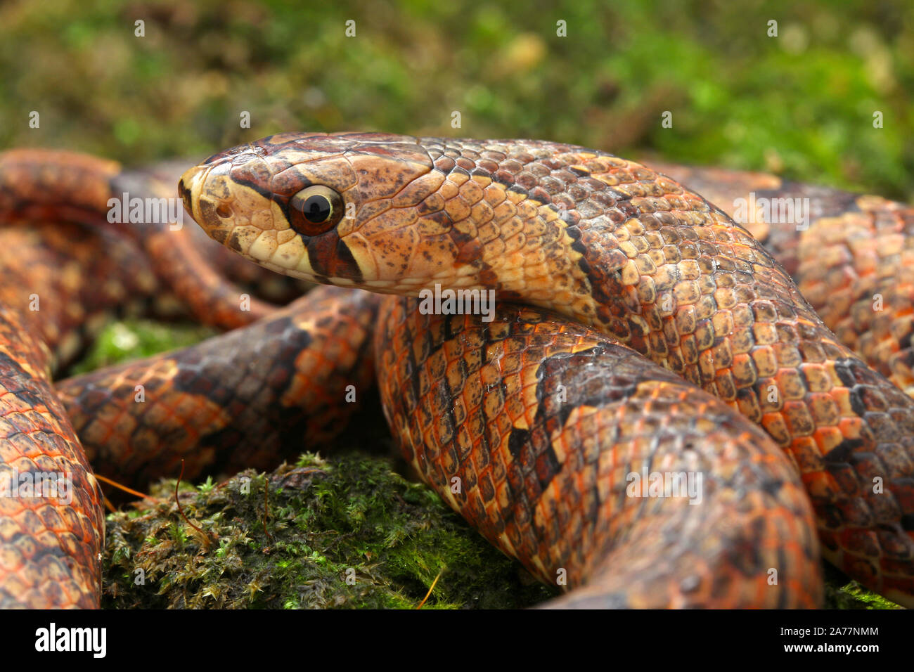 Brown Kukri Snake, Purple Kukri Snake, Oligodon purpurascens Stock ...