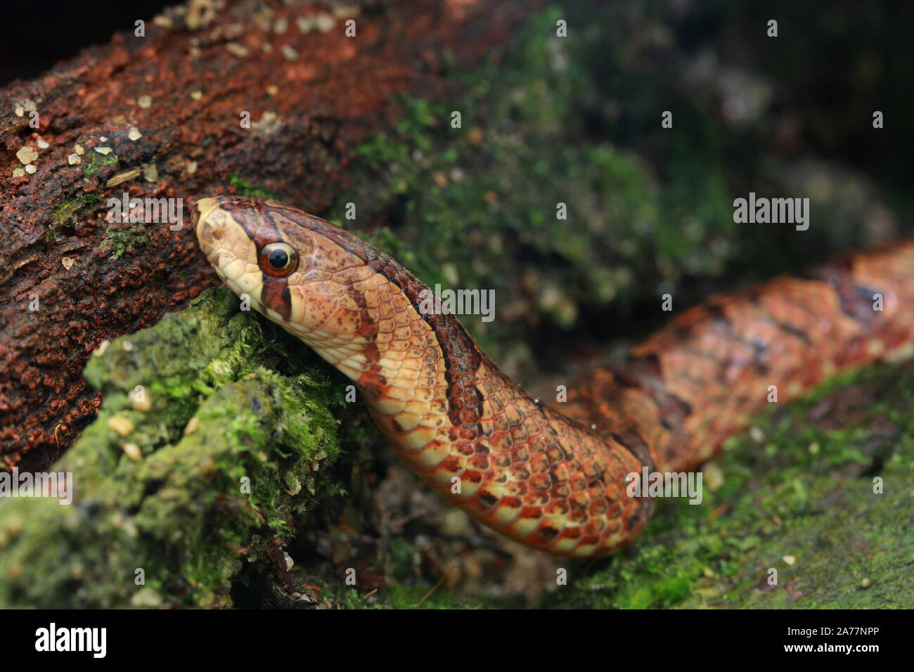 Brown Kukri Snake, Purple Kukri Snake, Oligodon purpurascens Stock ...