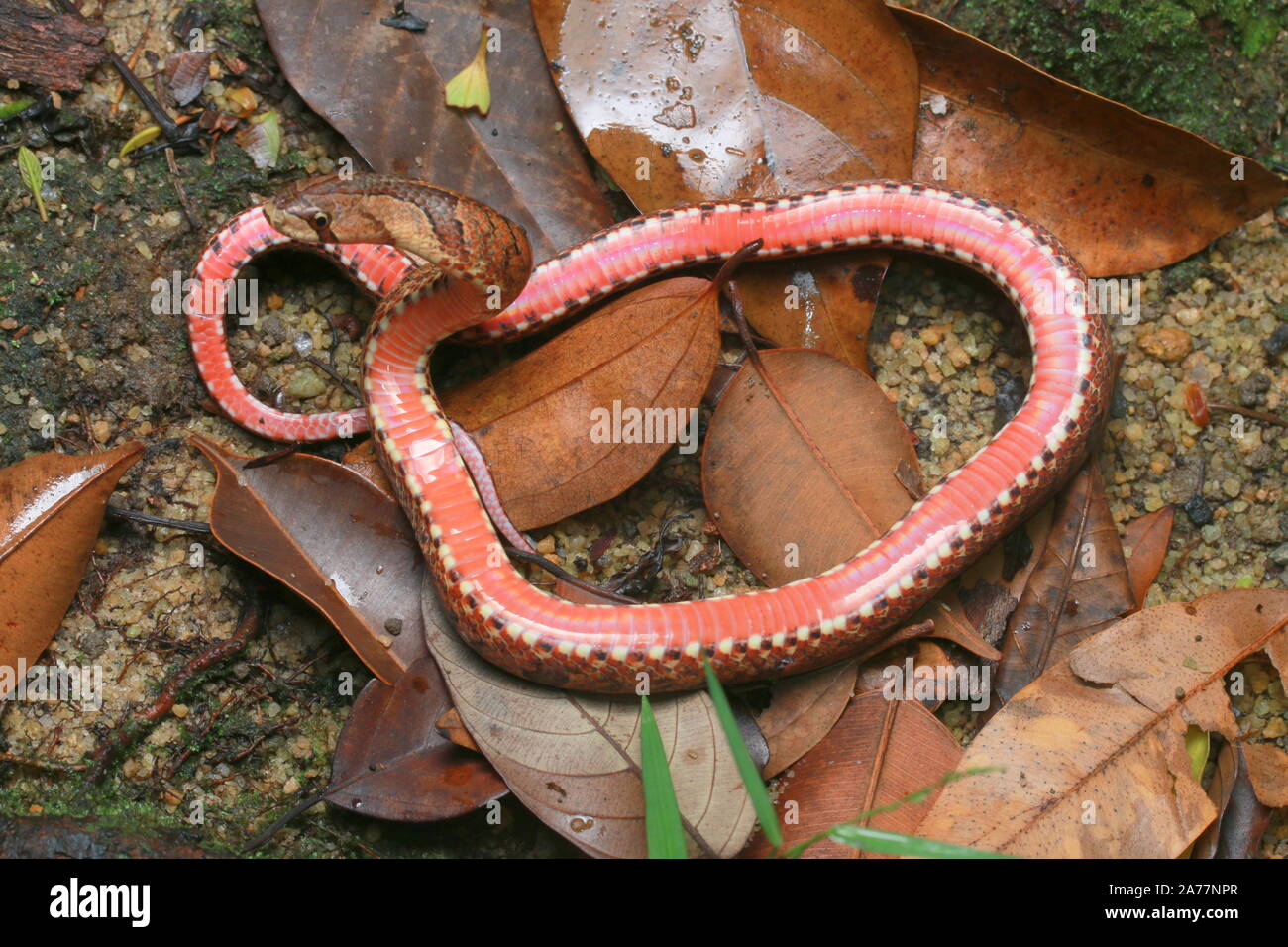 Brown Kukri Snake, Purple Kukri Snake, Oligodon purpurascens Stock ...