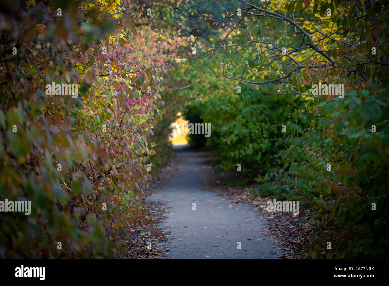 forest path through the bushes. Autumn background. light to the end of ...