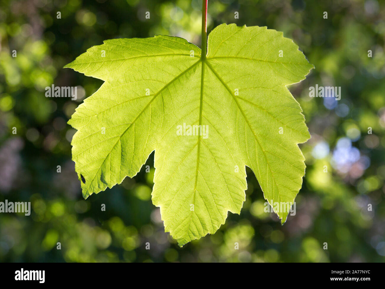 Maple leaf on the growing tree background with small beetle Stock Photo ...