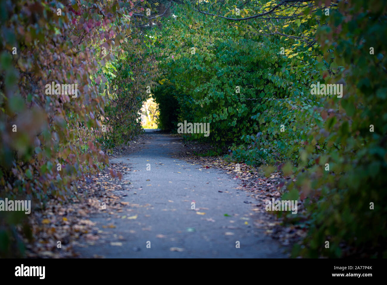 forest path through the bushes. Autumn background. light to the end of ...