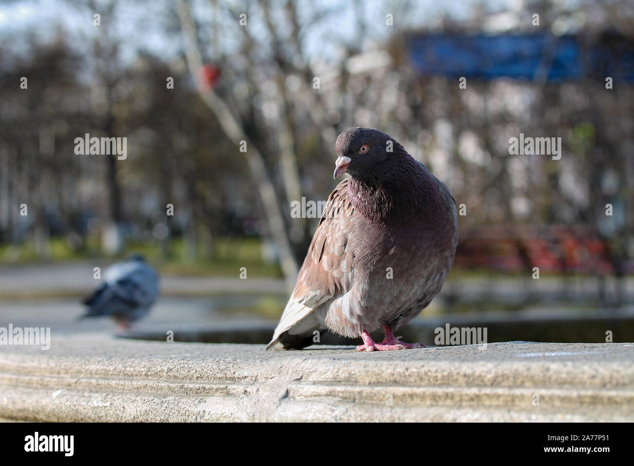 Pic Of Pigeon High Resolution Stock Photography and Images - Alamy