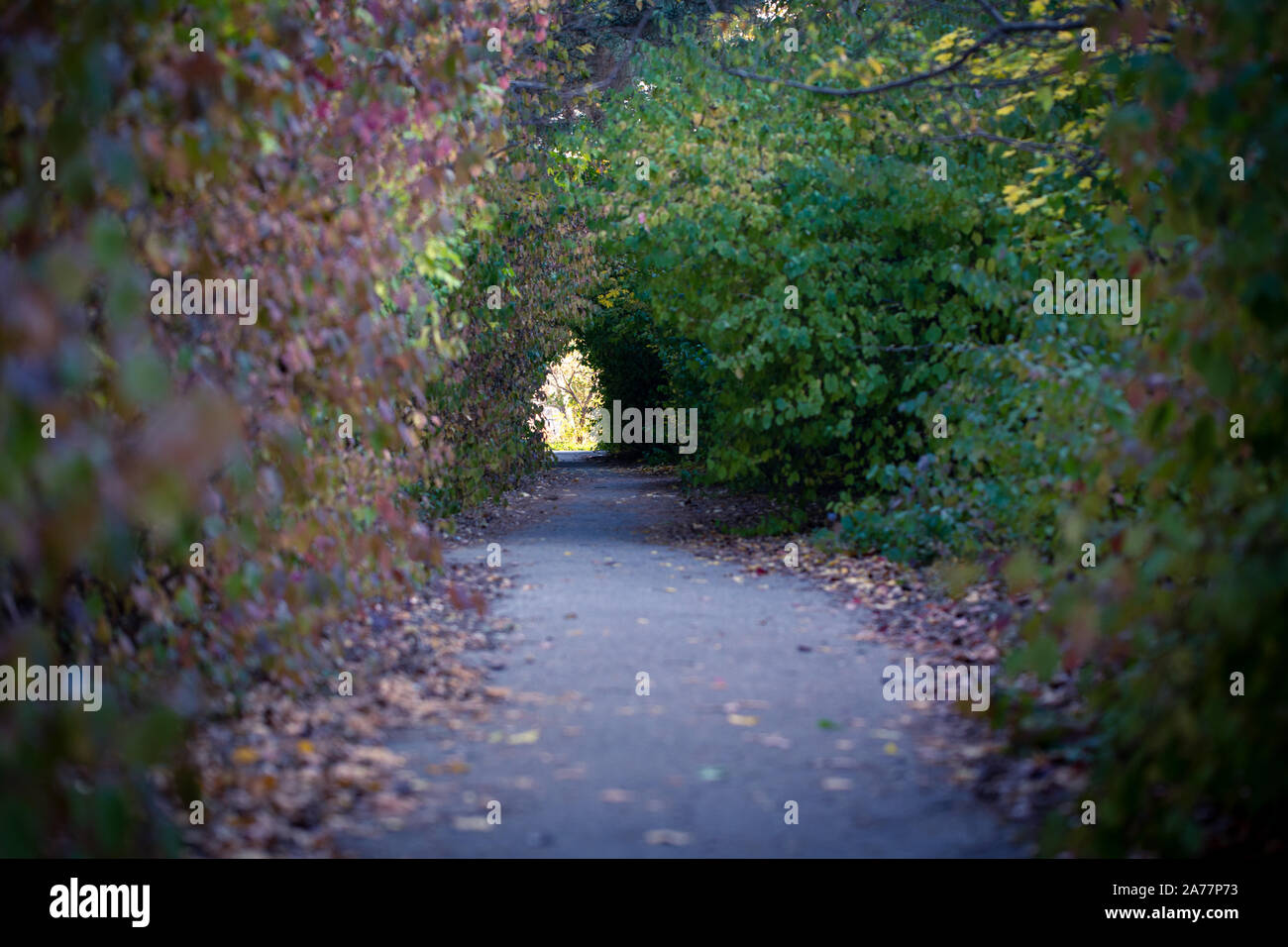 Rural road through green tunnel forest hi-res stock photography and ...