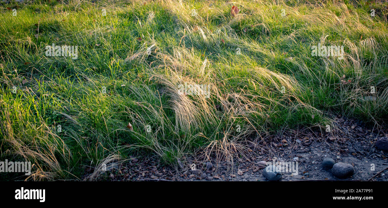 Tall Grass Texture