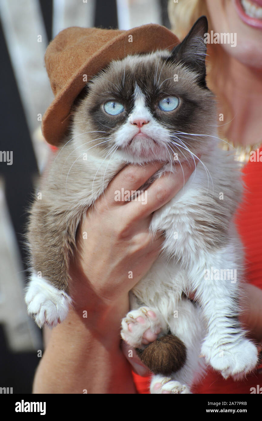 Grumpy cat celebrity hi-res stock photography and images - Alamy