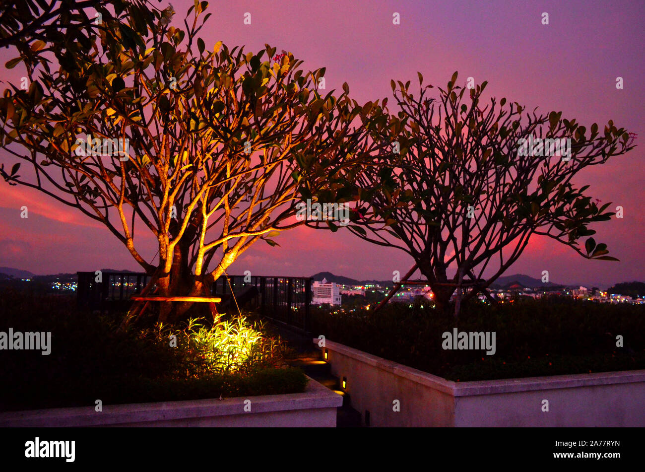 Frangipani Tree Trees High Resolution Stock Photography and Images - Alamy