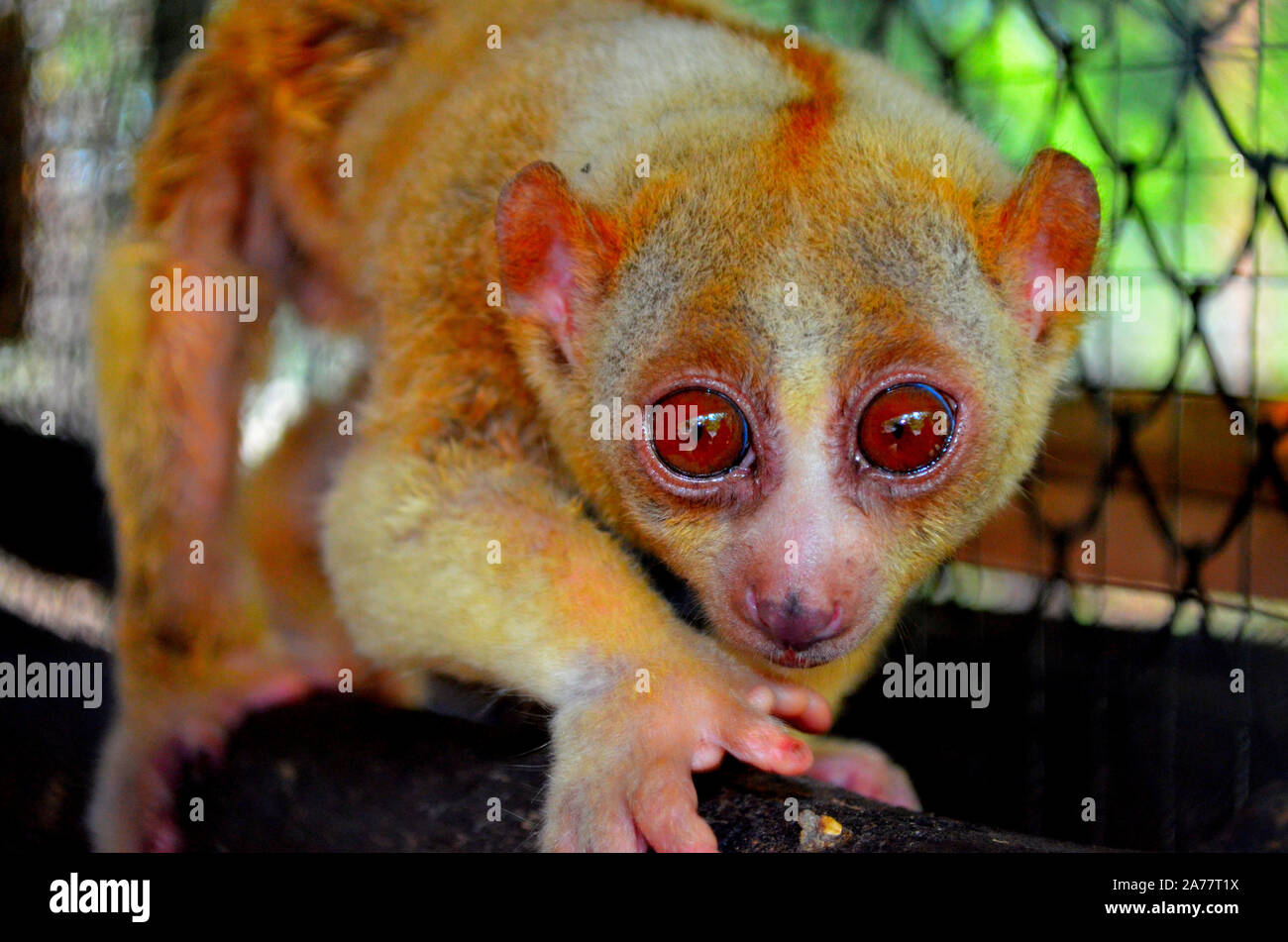 Slow loris hi-res stock photography and images - Alamy