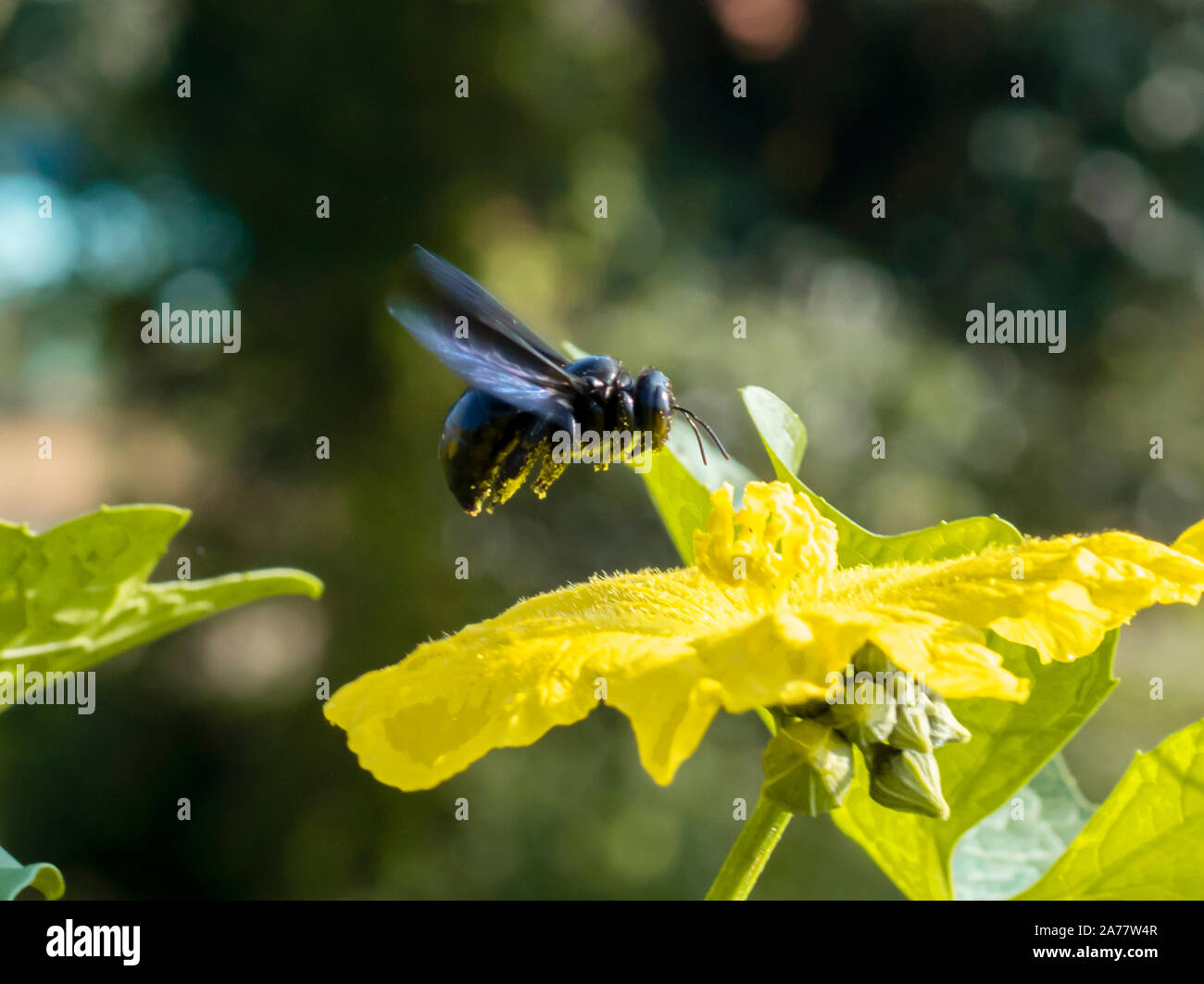 Bee flies hi-res stock photography and images - Alamy