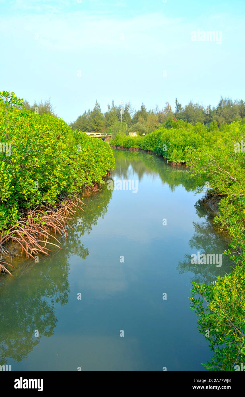 A mangrove sapling growing up out of the water at the Sirindhom ...