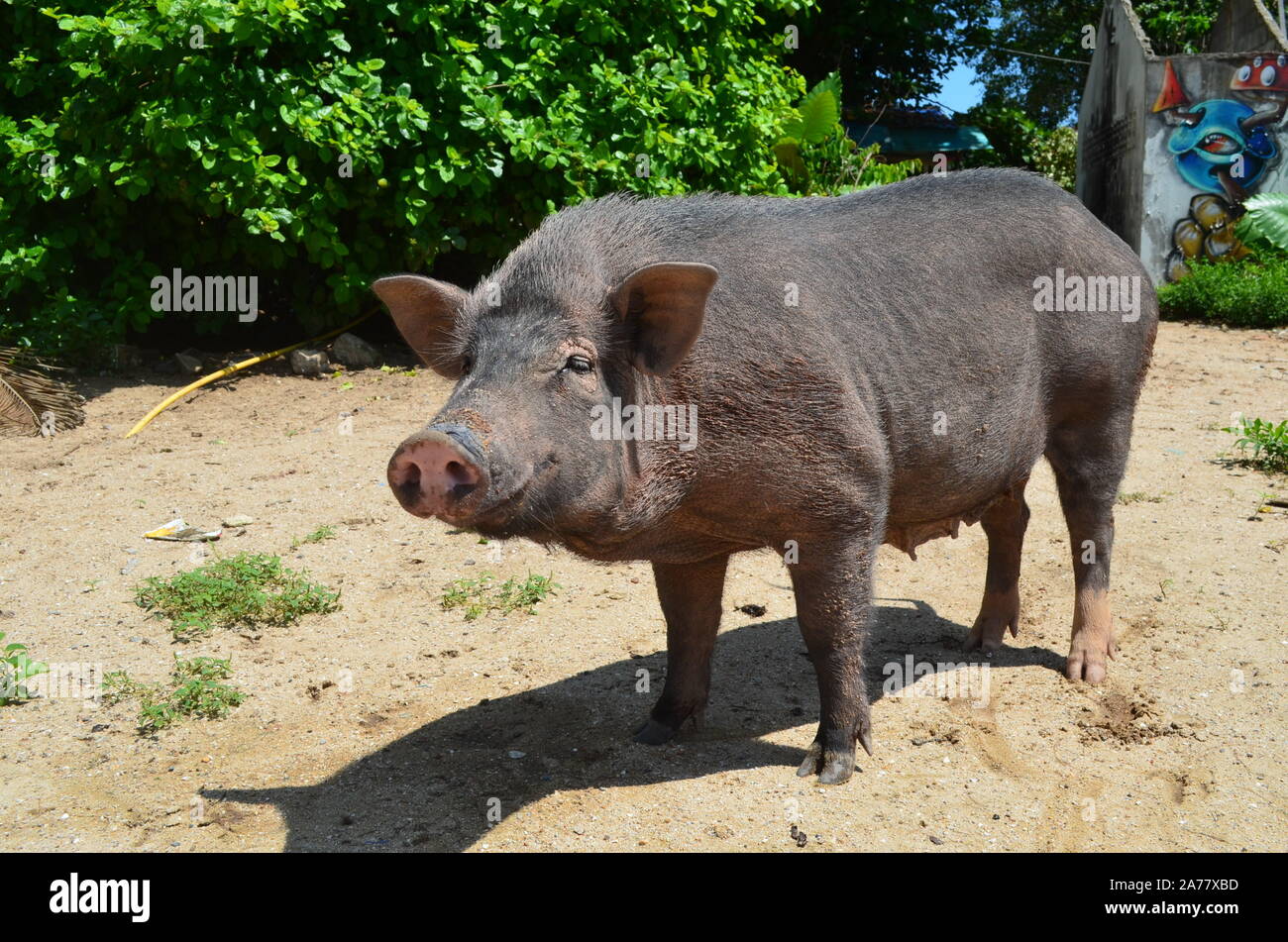 Thai black pig hi-res stock photography and images - Alamy
