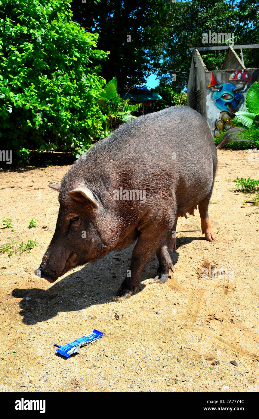Asia pig hi-res stock photography and images - Alamy