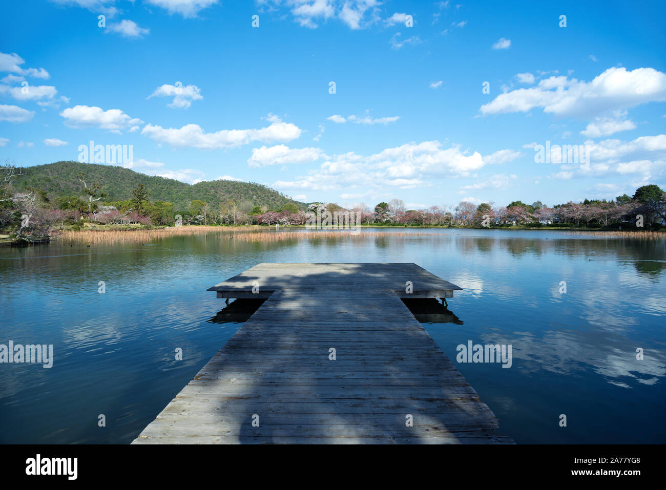 Wooden dock in front of lake with nature landscape during spring time ...