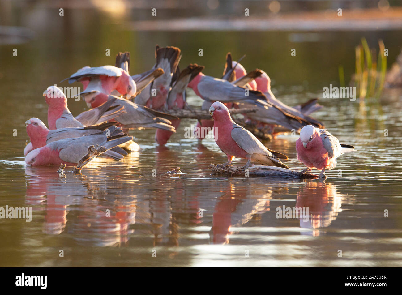 Galah galahs parrot australia queensland hi-res stock photography and ...