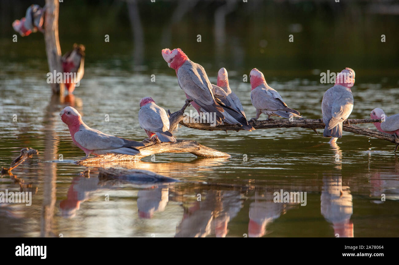 Flock of pink and grey Galahs (Eolophus roseicapilla) drinking at a ...