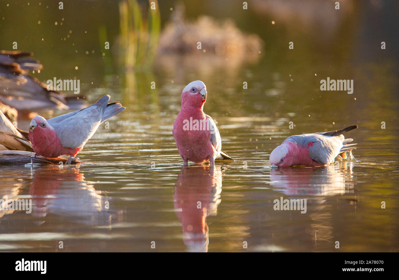 Flock of pink and grey Galahs (Eolophus roseicapilla) drinking at a ...