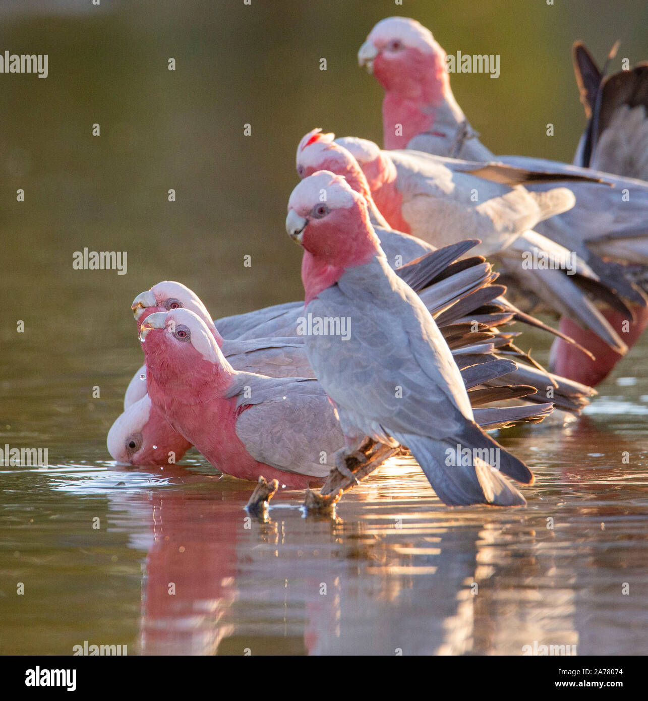 Flock of pink and grey Galahs (Eolophus roseicapilla) drinking at a ...