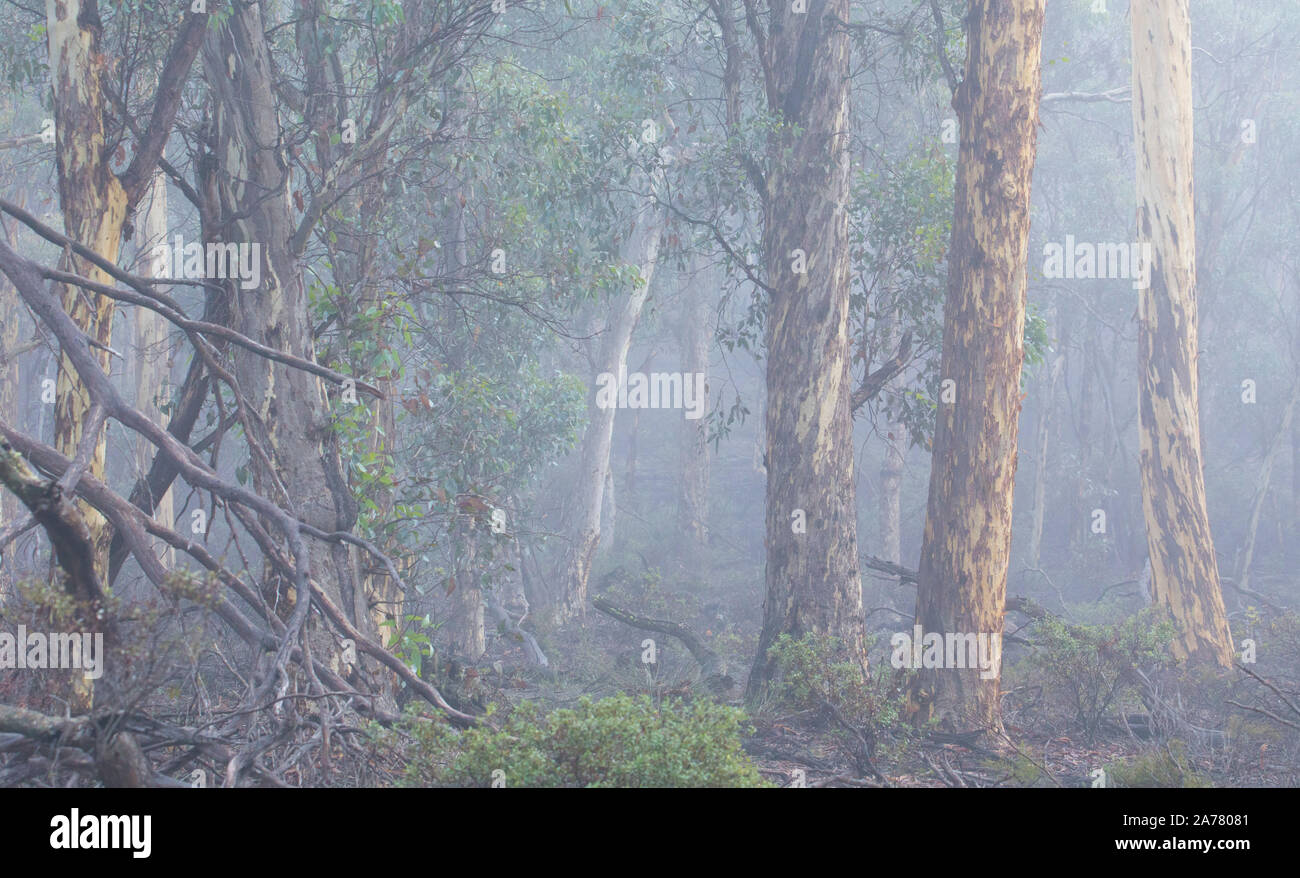 Wandoo Forest High Resolution Stock Photography and Images - Alamy
