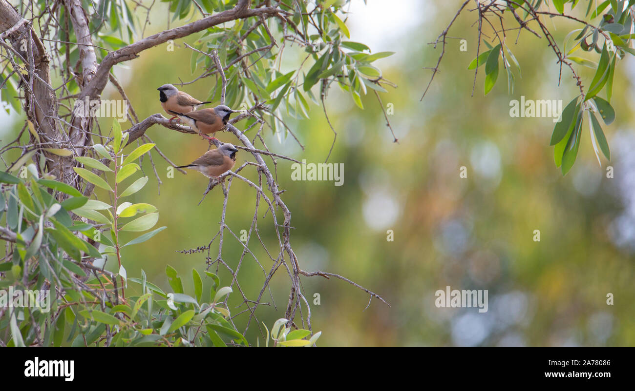 Black throated finch queensland hi-res stock photography and images - Alamy