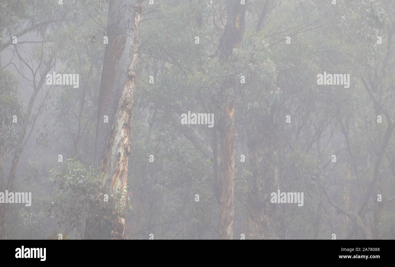 Wandoo woodland (Eucalyptus wandoo) and early morning mist in Dryandra ...