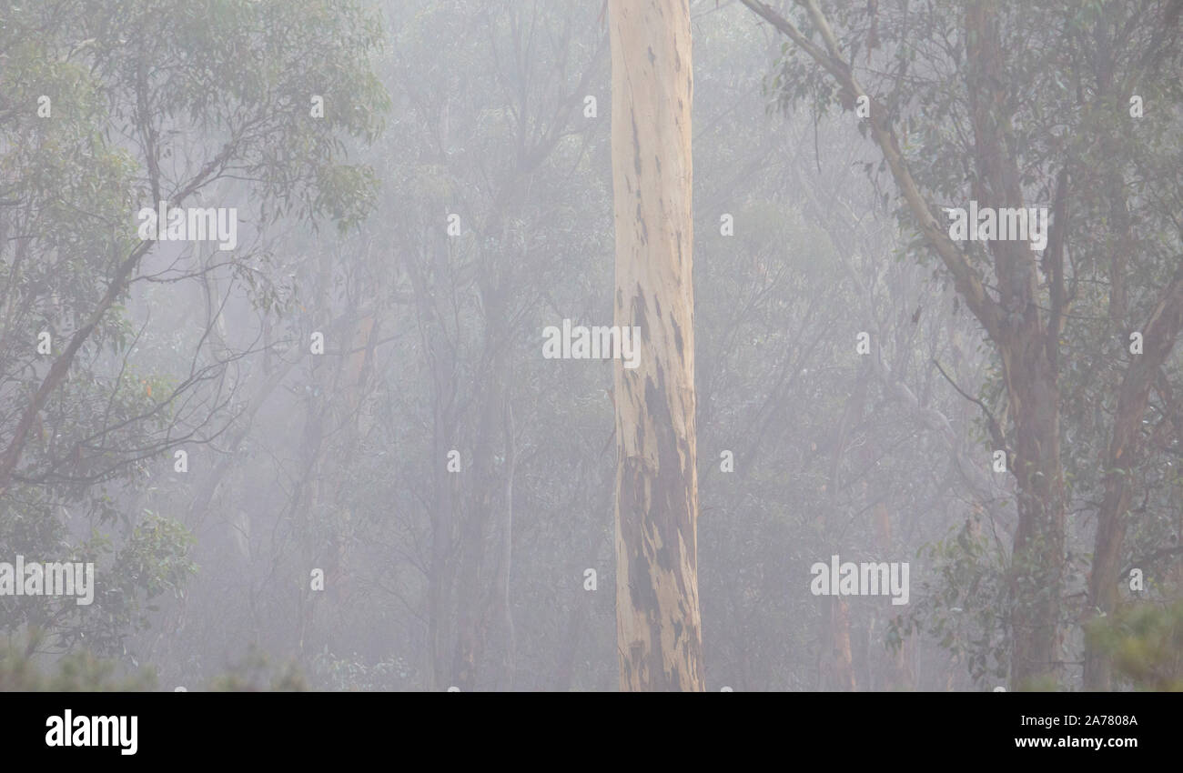 Wandoo woodland (Eucalyptus wandoo) and early morning mist in Dryandra ...