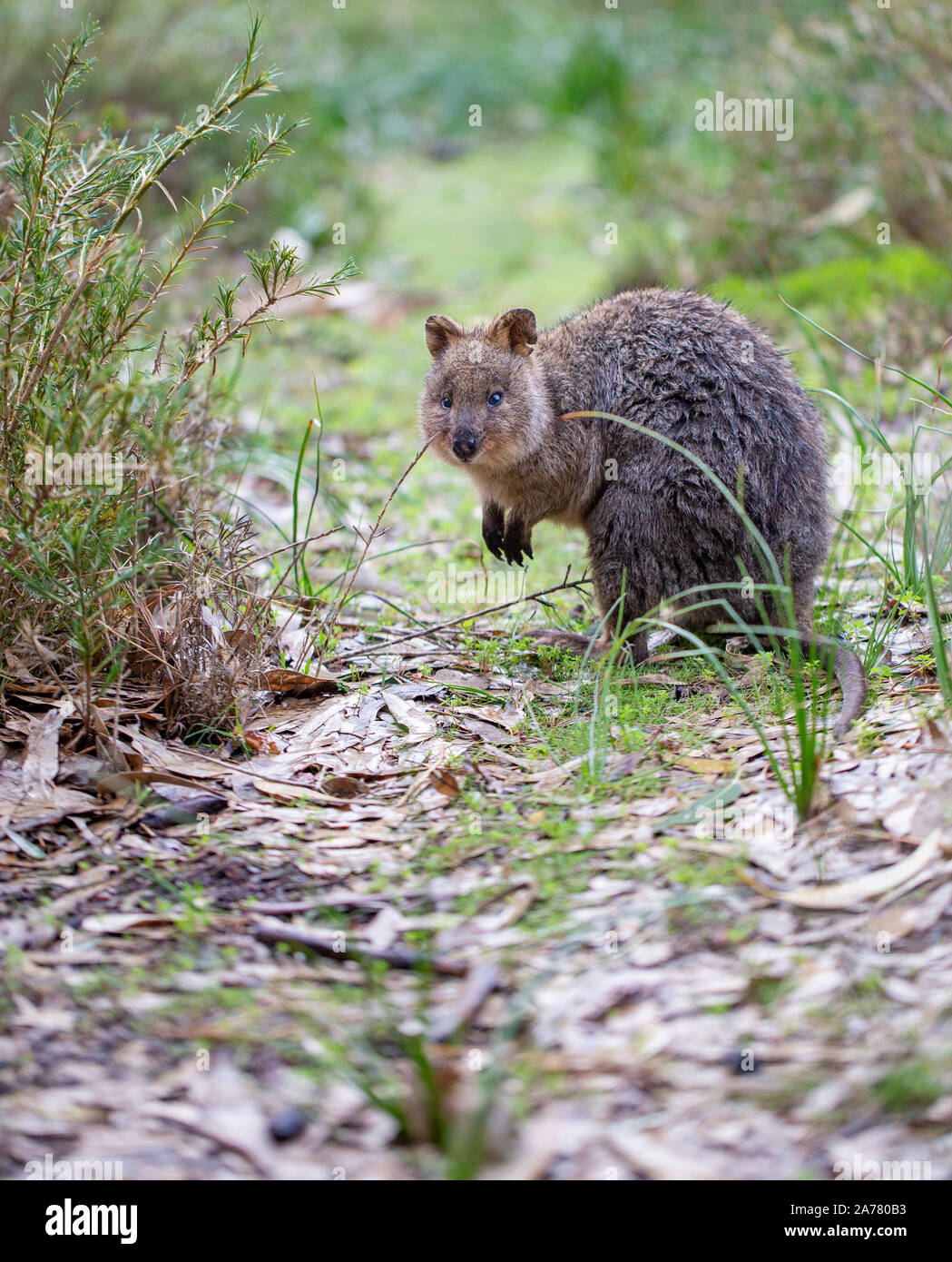 Quokka (Setonix brachyurus) in the wild, Rottnest Island, Western ...