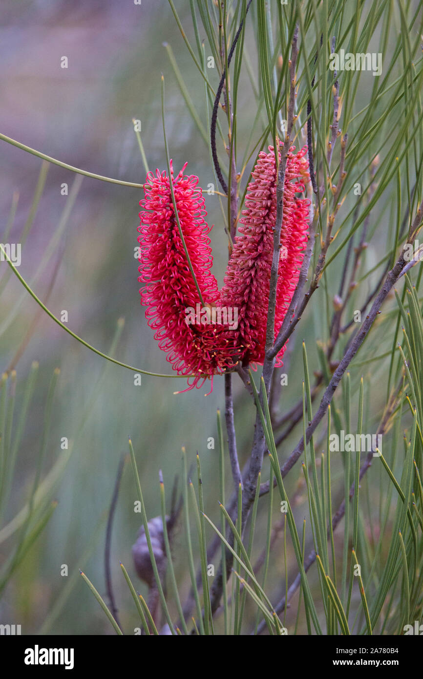 Red flowers on an Emu tree (Hakea francisiana), Dryandra woodland ...