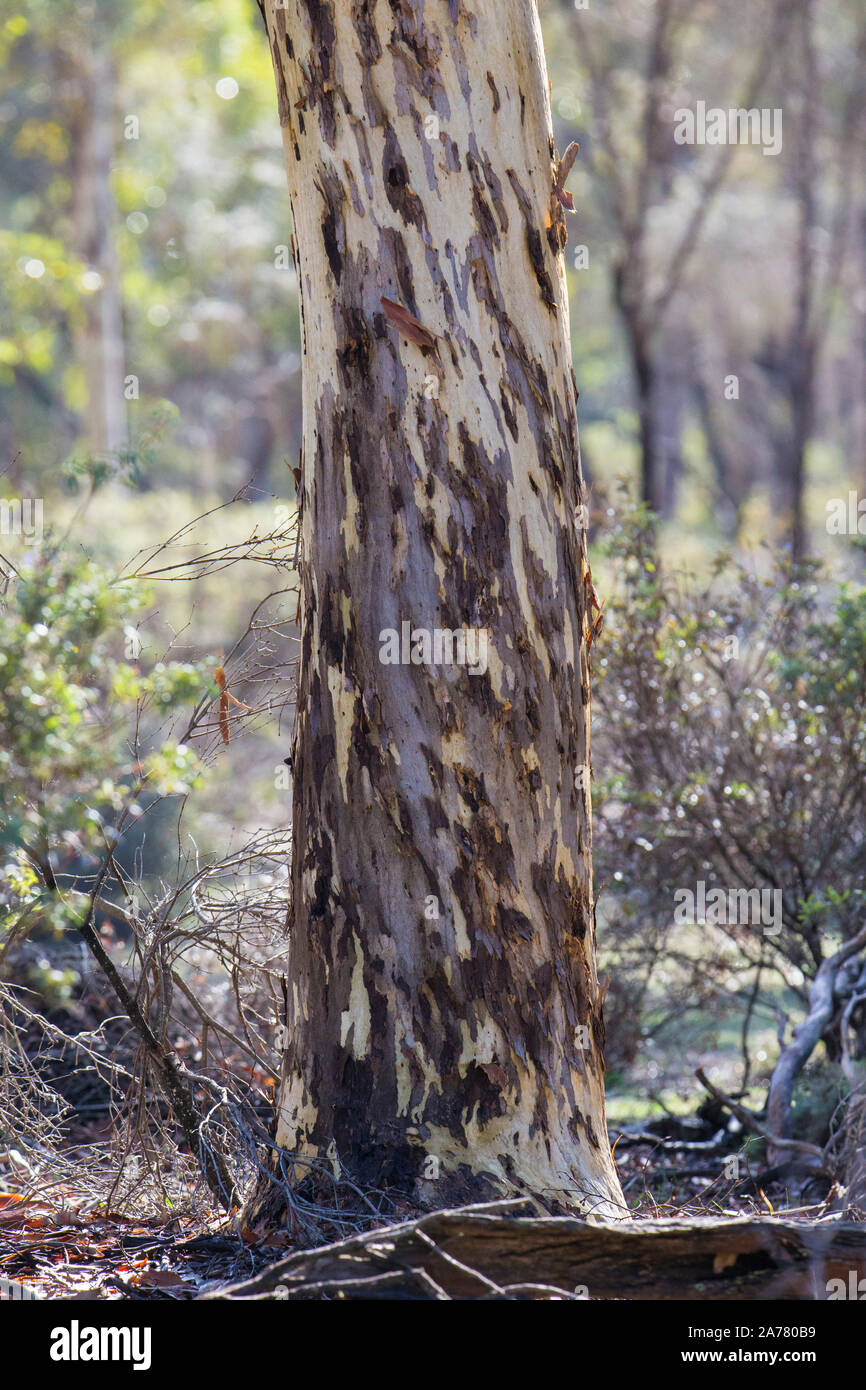 Wandoo Eucalyptus tree(Eucalyptus wandoo) in Dryandra State Forest ...