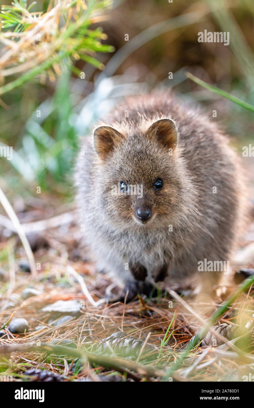 Quokka (Setonix brachyurus) in the wild, Rottnest Island, Western ...