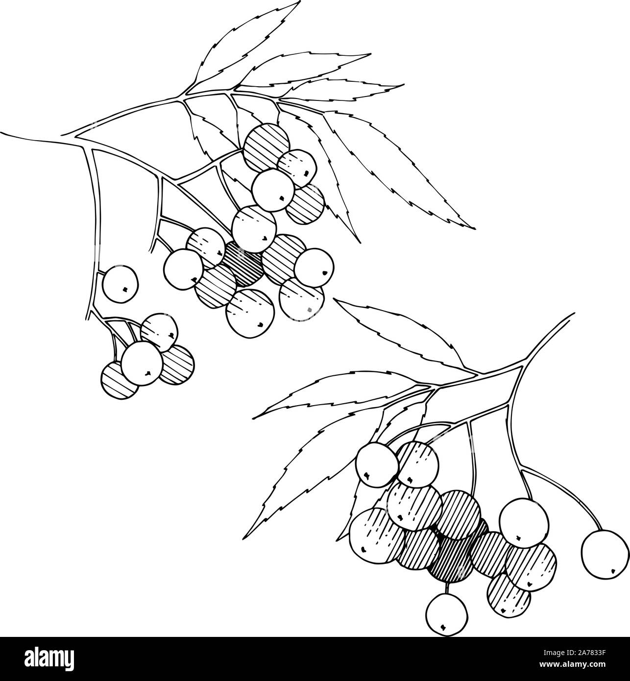 Vector autumn black sorbus plant. Berry plant botanical garden floral ...