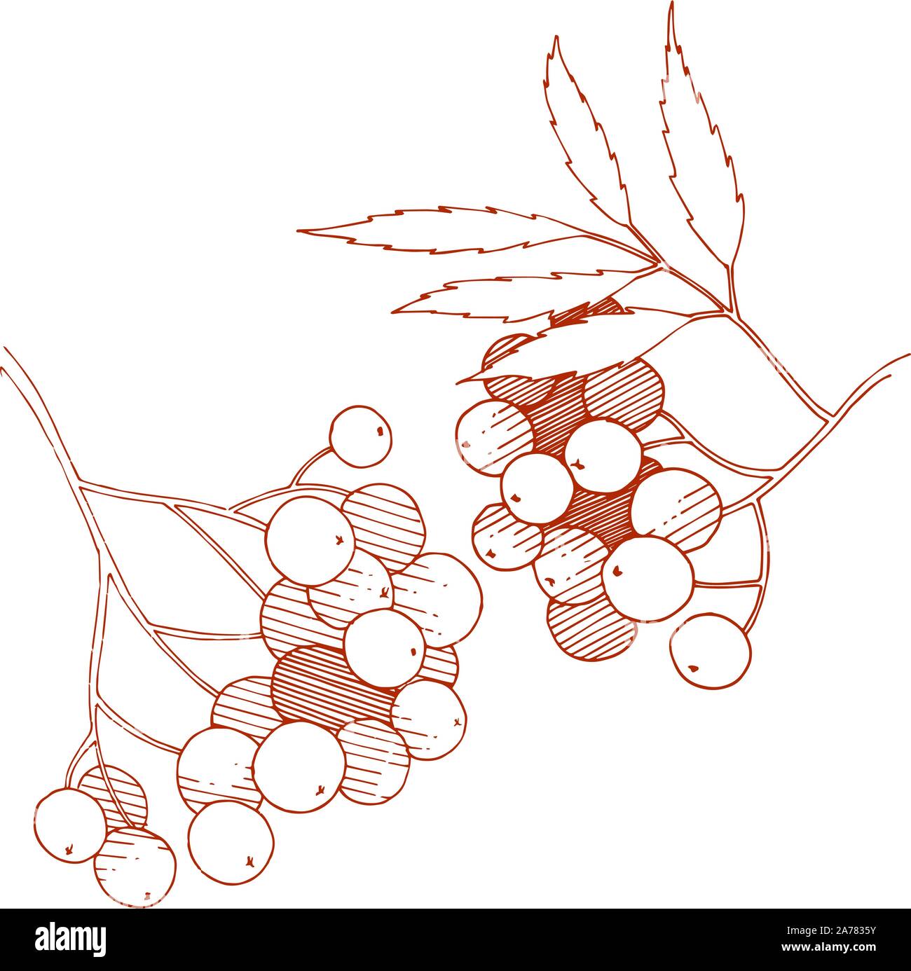 Vector autumn red sorbus plant. Berry plant botanical garden floral ...
