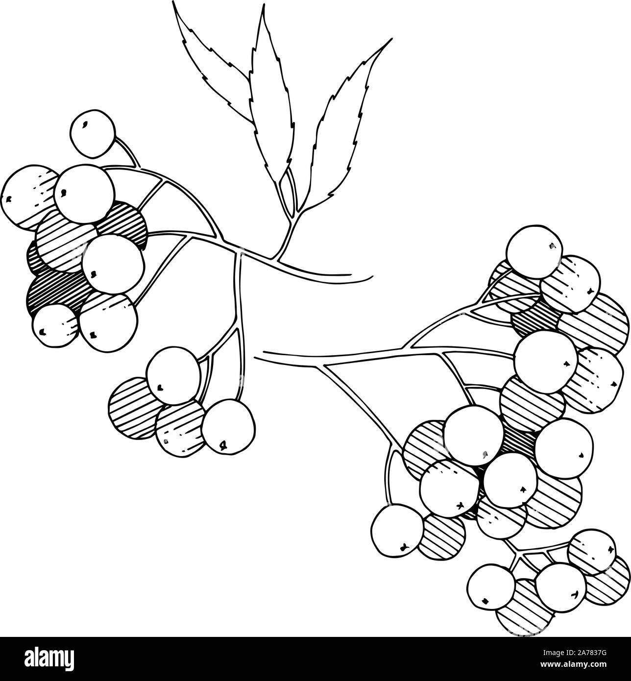 Vector autumn black sorbus plant. Berry plant botanical garden floral ...