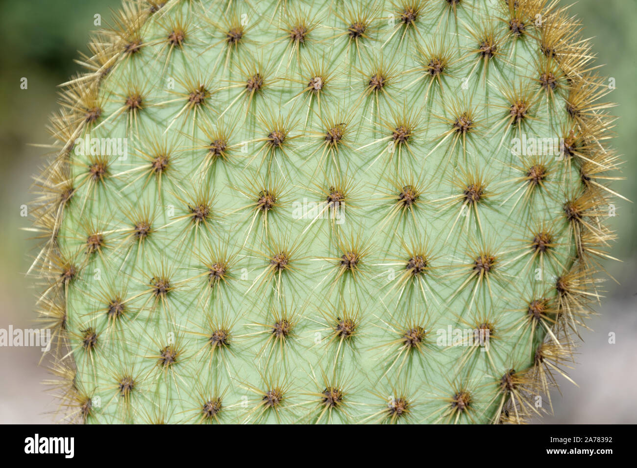 Closeup of spines on cactus, background cactus with spines. Big cactus ...